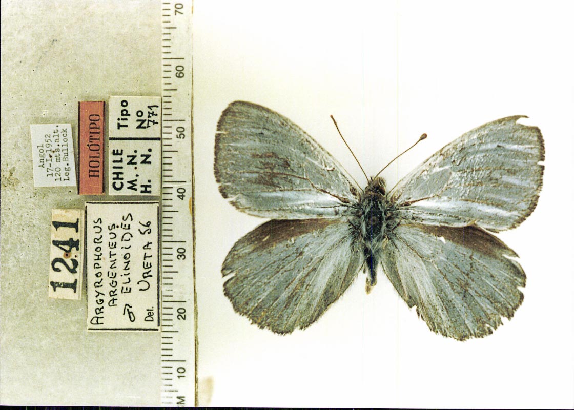 Argentina nativa: Mariposa plateada (Argyrophorus argenteus)