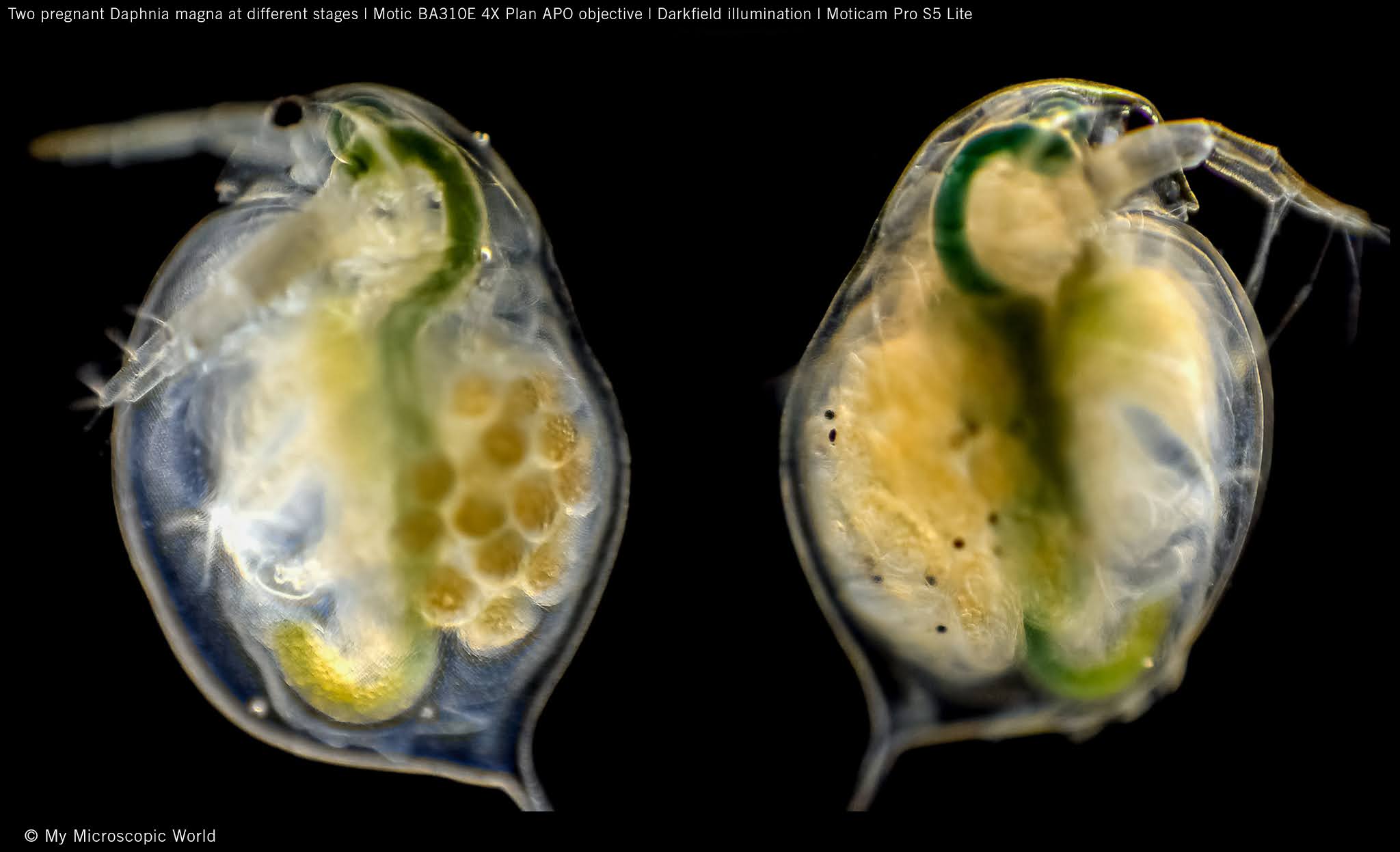 Motic Europe | Blog: Daphnias - Some of the smallest and most common ...