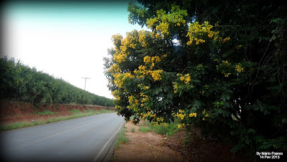 Meu Cantinho Verde: PAU-FAVA, ALELUIA - ( Senna macranthera )
