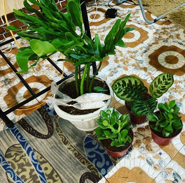 Mga Kwentong Ma Alamat: Trying to be a Plantito | Unboxing Lazada Order ...