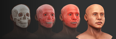 ATOR: Modeling the muscles and the skin in Blender's sculpt mode