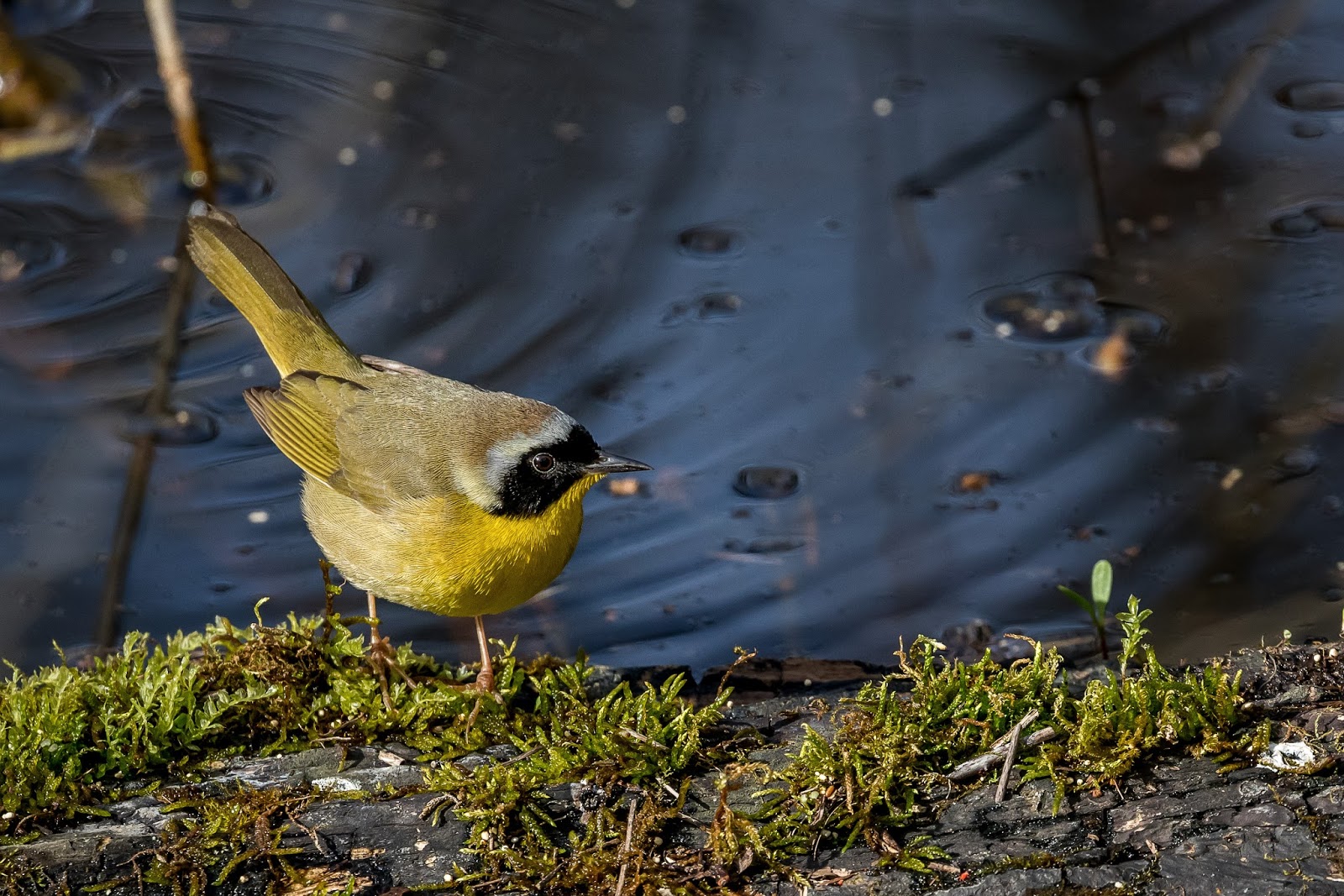 Common yellowthroat warbler.