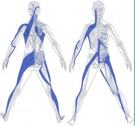 Dr. Shawn Pourgol, MBA, DC, DO, PhD: Muscle Chains Principles in Osteopathy