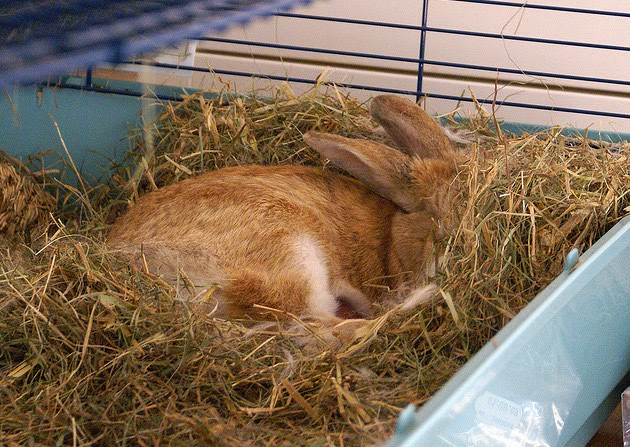 Rabbit Nation: How to Know if Your Rabbit is Pregnant