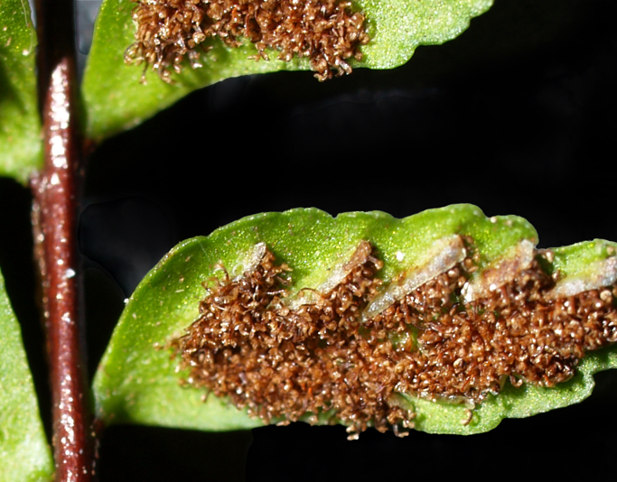 Glosario botánico con imágenes - letra E