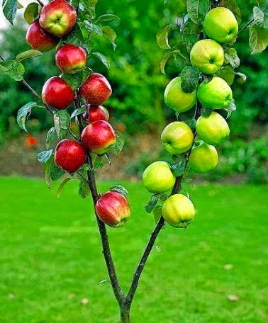 Fruit Salad Tree: Fruit Salad Tree