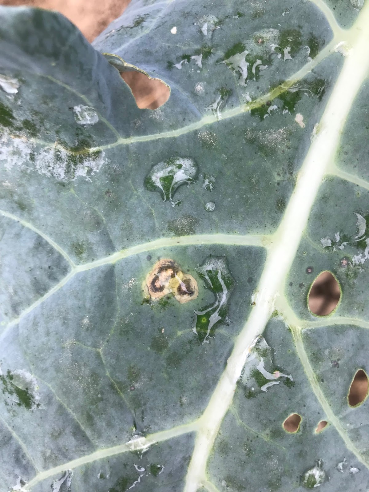 Choosing resistant varieties in 2020 for common 2019 diseases