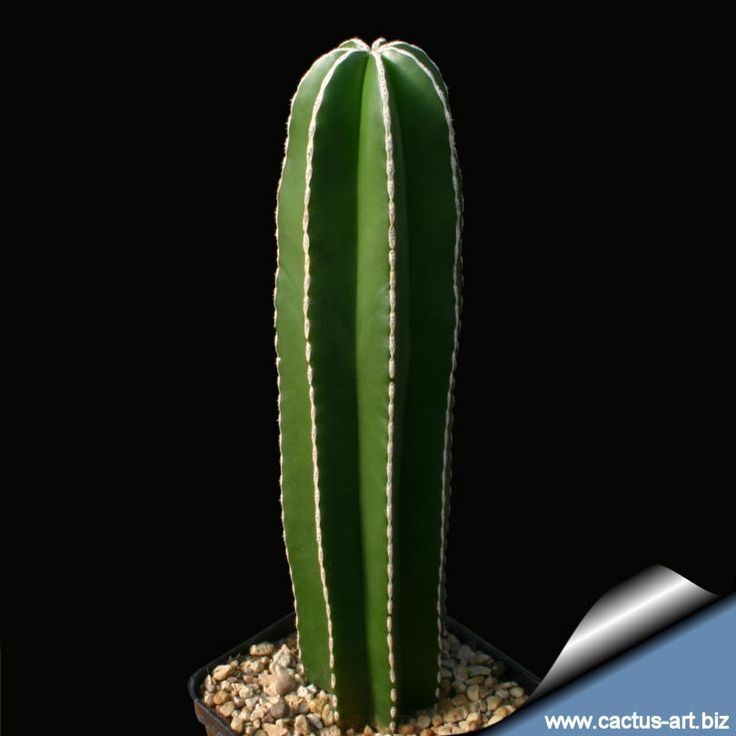 TERRANOVA viveros.: CUIDADOS DE UN CACTUS..crónica de una compra fallida.