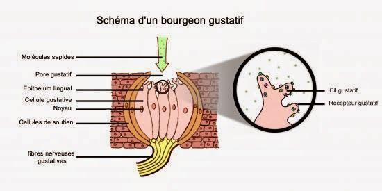 TPE Colorants: Le Goût