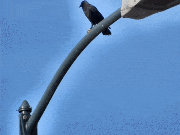Take a bow, mister crow - California Naturalist Diaries
