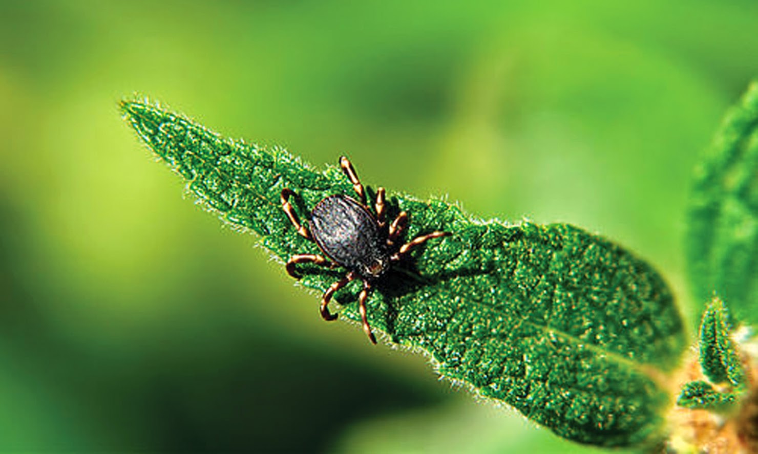 Eesti puukidelt leiti uut haigustekitajat | PUUK & PUUGIINFO