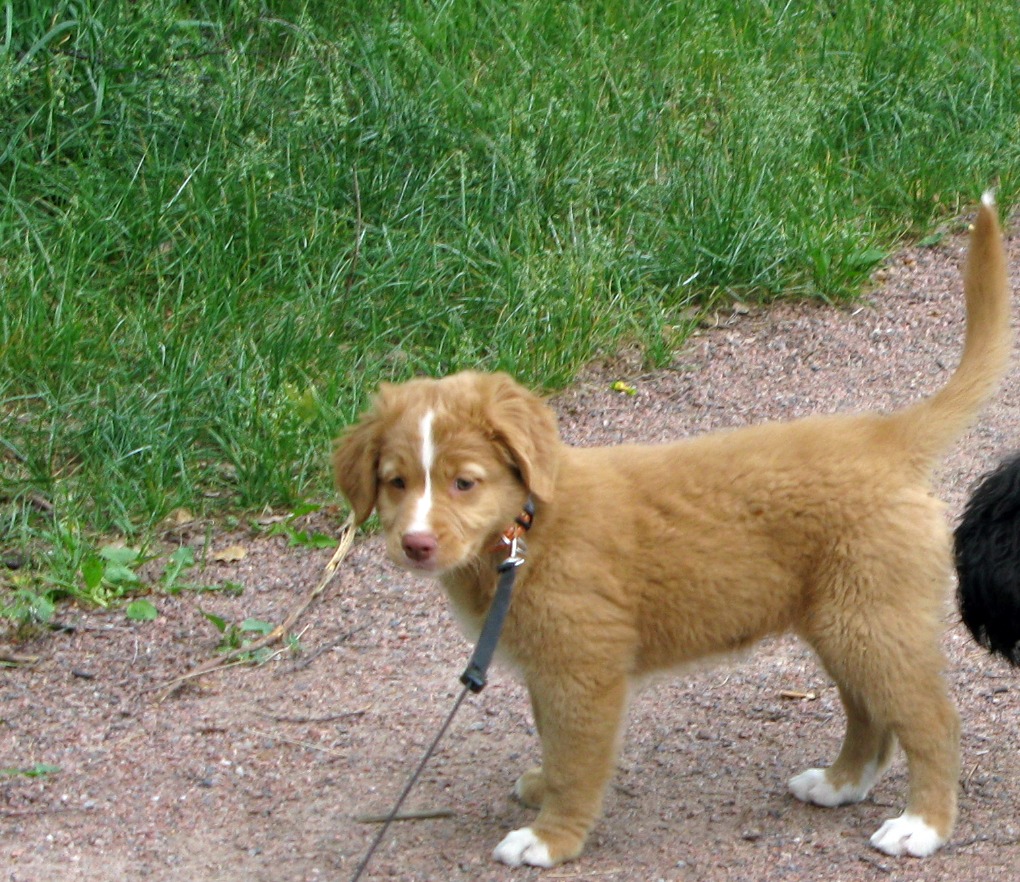 Tara Tolleri: Tyttö kasvaa vauhdilla!