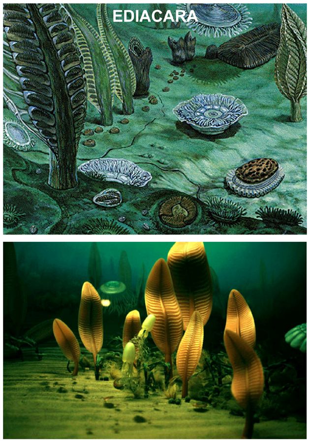 Naturalia: La Fauna di Ediacara del Neoproterozoico