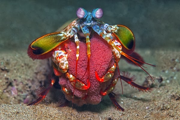 Mantis Shrimp-Odontodactylus Scyllarus | TROPICAL FISH