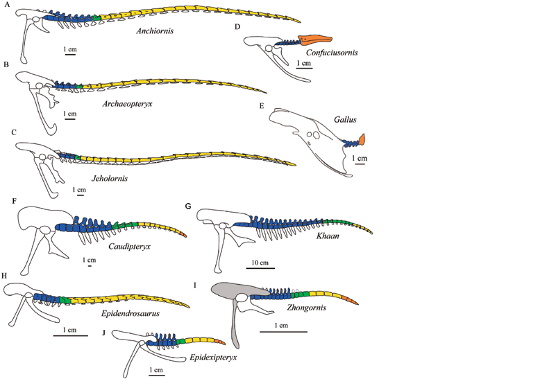 Pterosaurs to Birds: Pterosaur and Basal Euparaves
