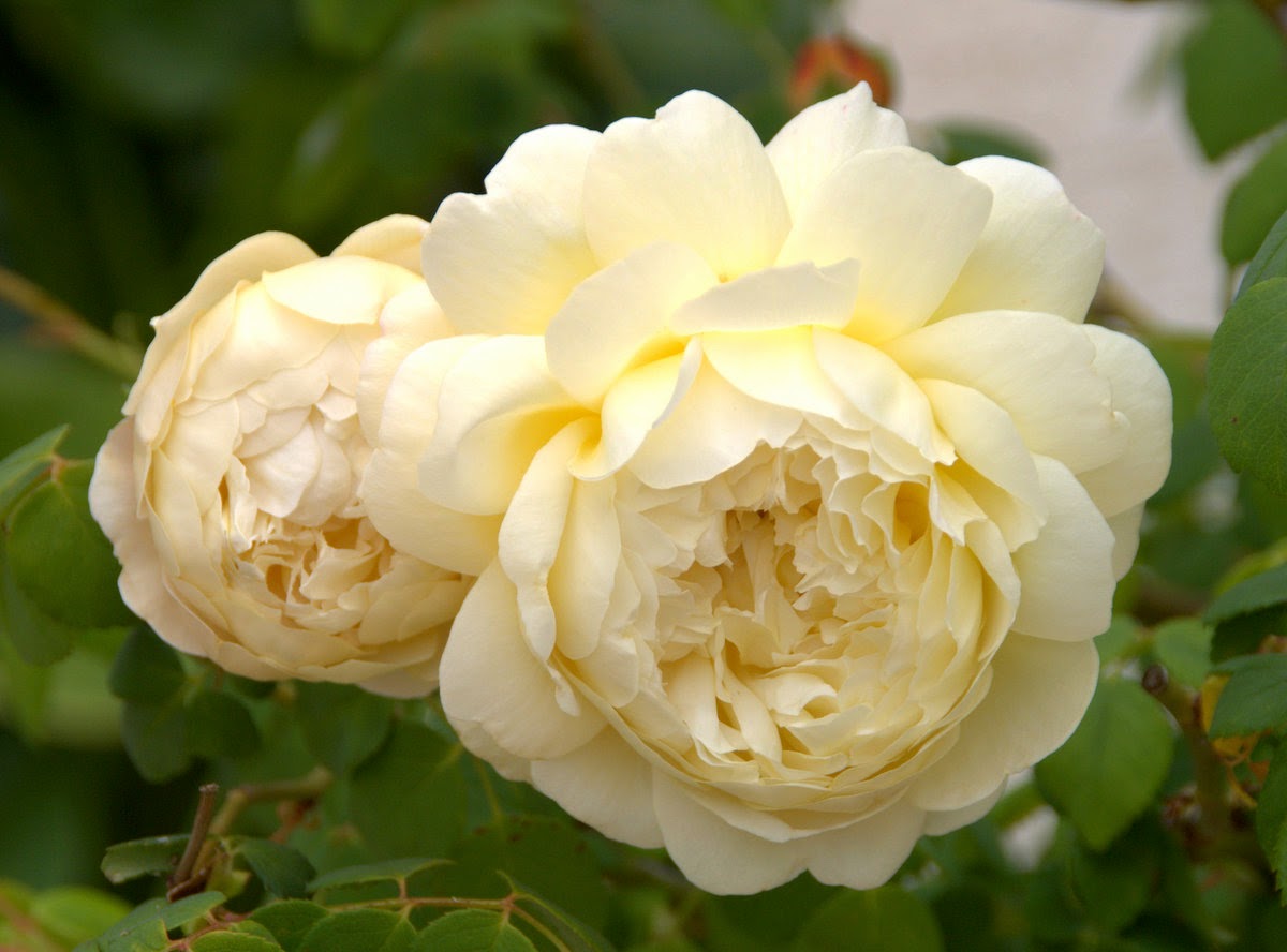 Organic Garden Dreams: April Roses