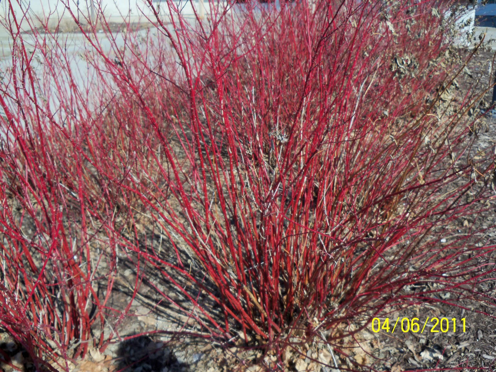 3/5/2011: The Red Stick Dogwood