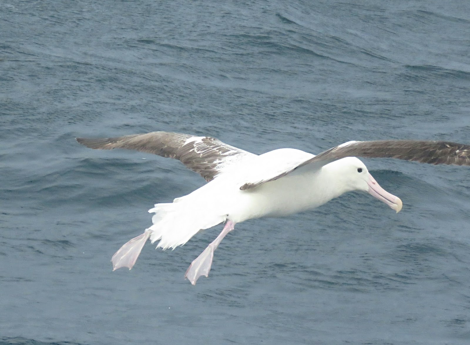 Bird & Travel Photos, Birding Sites, Bird Information: ALBATROSSES ...