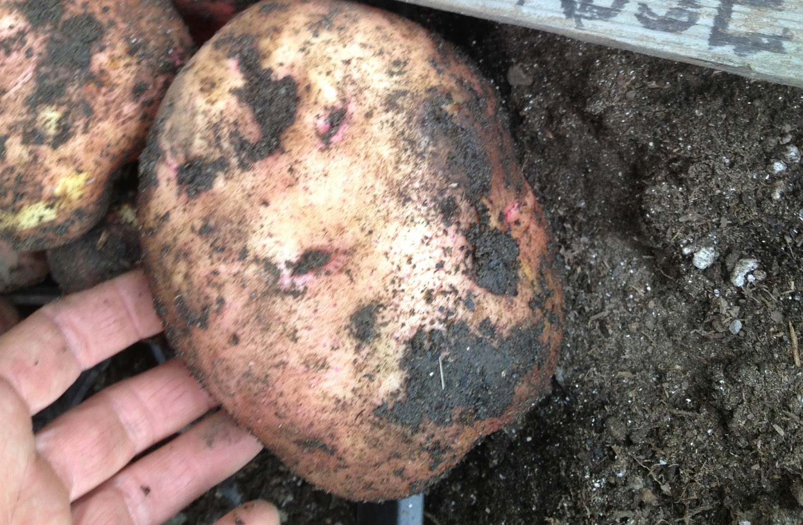 SITKAVORES: POTATOES