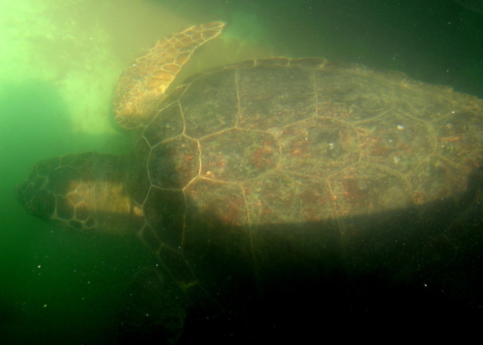 thefuzzysasquatch: The Other Megafaunal Extinction - More Aboriginal ...