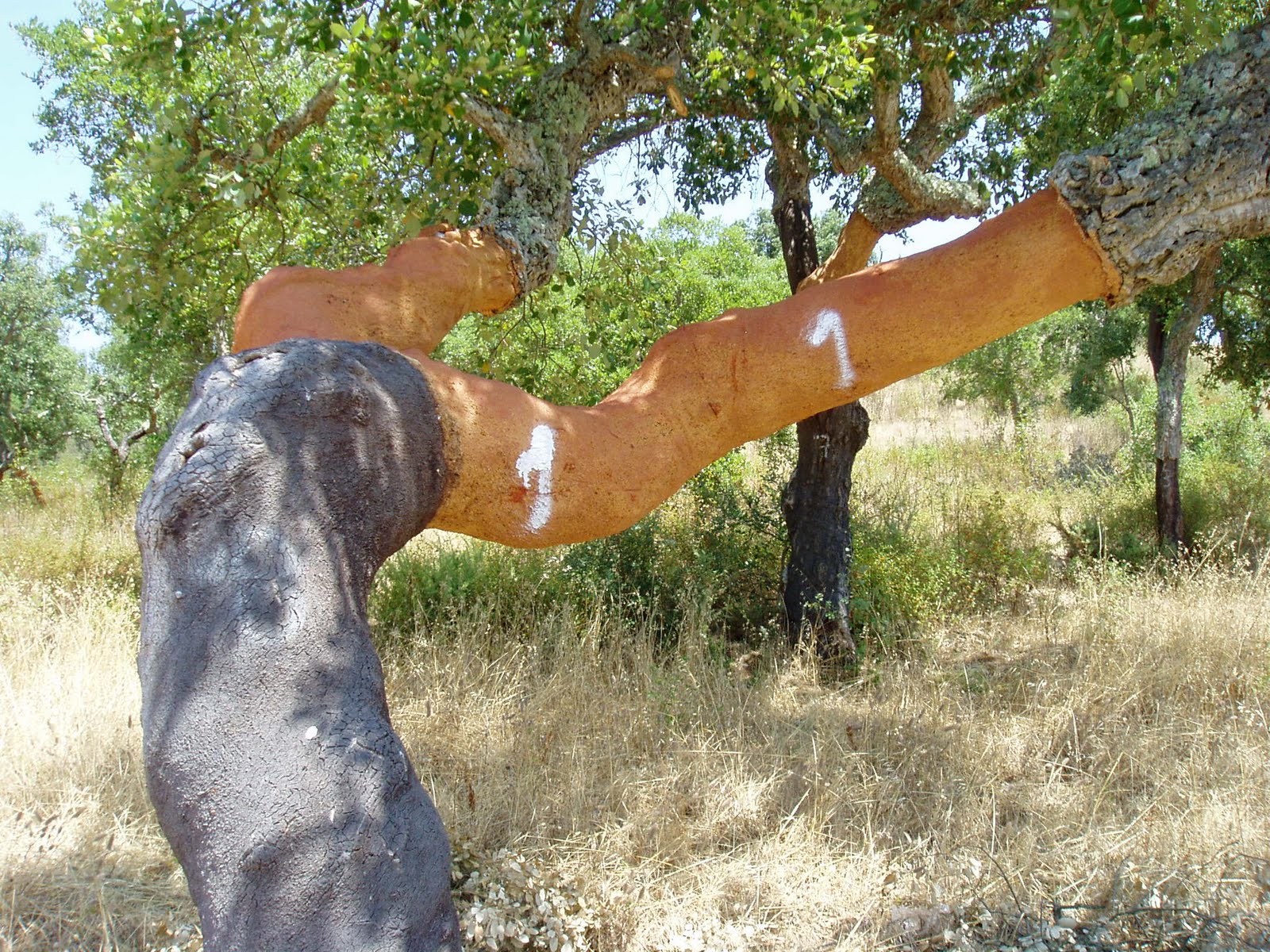 ALCORNOQUE: Quercus suber | Plantas rioMoros