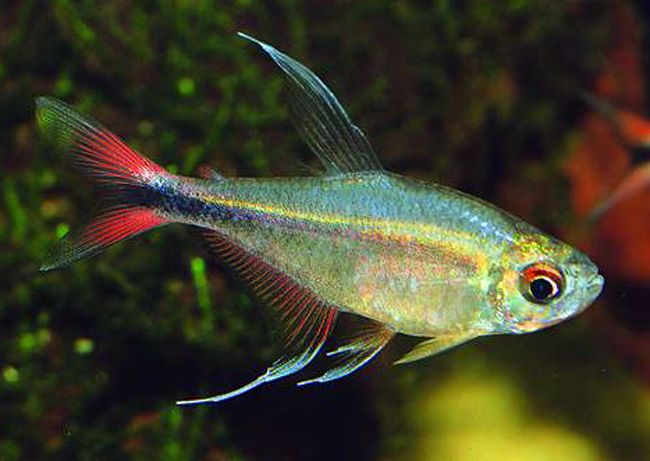 Food and Eating Habits of the Phoenix Tetra Fish - fish-hobbyist