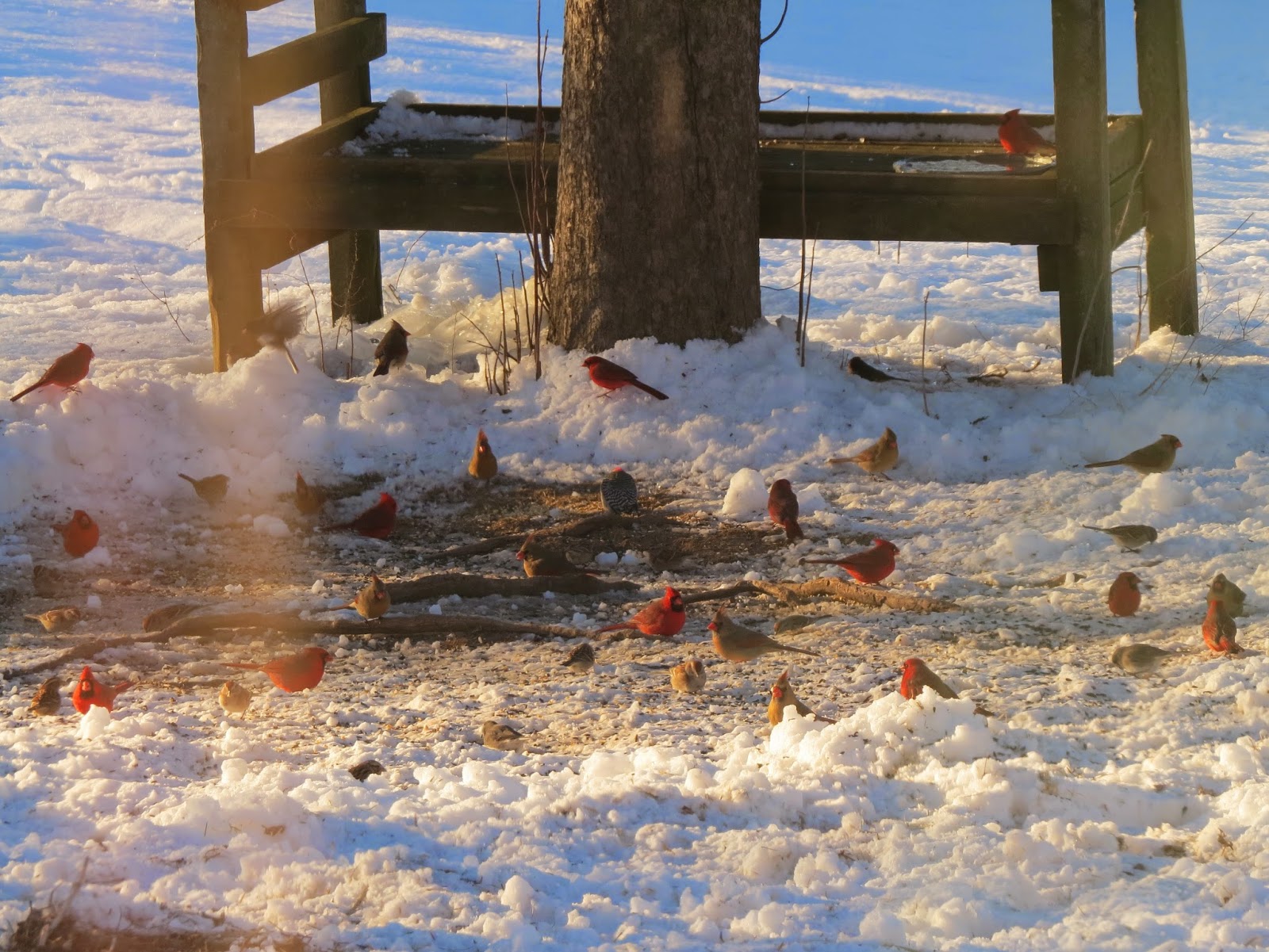 Blue Jay Barrens: Cardinals - The Evening Birds