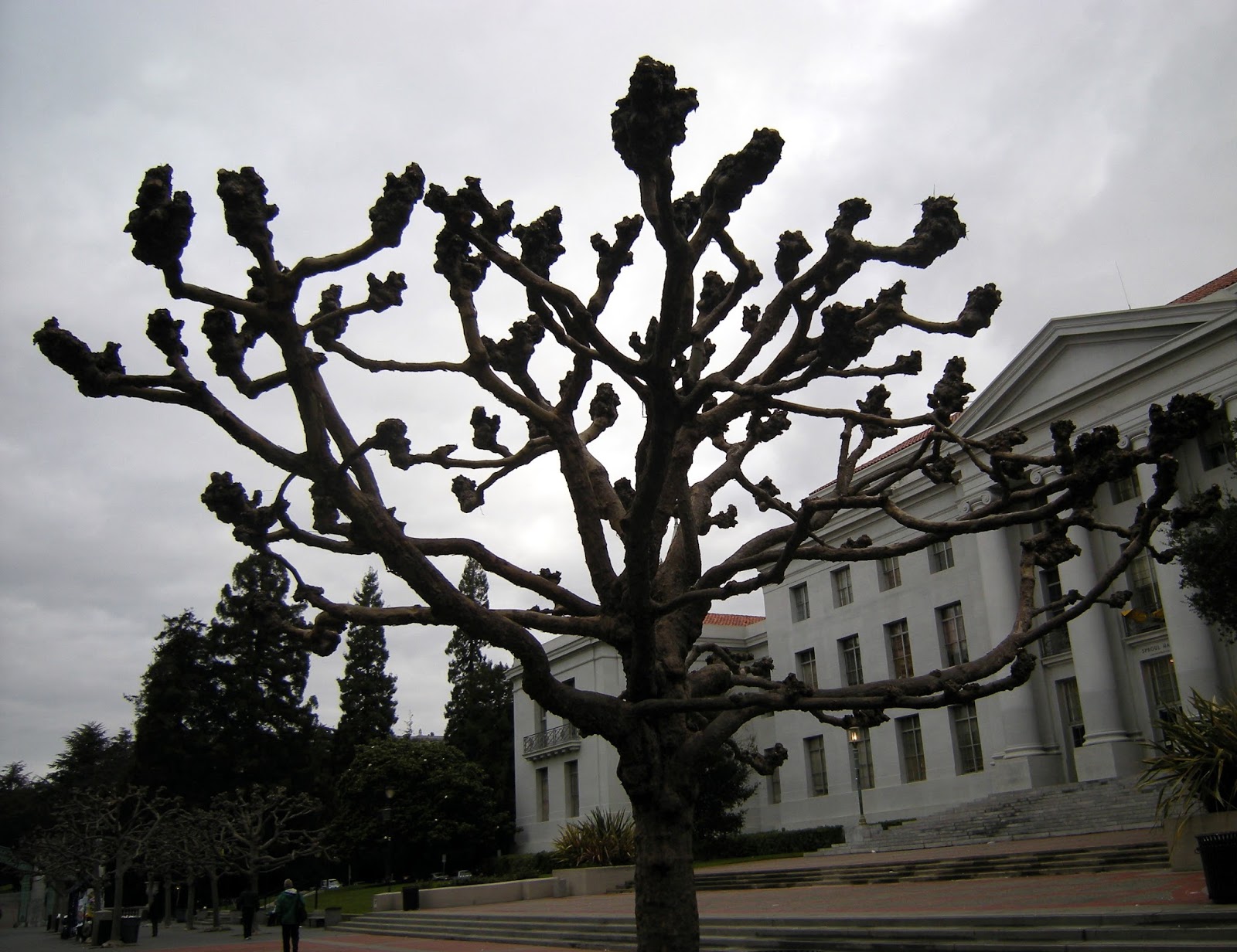 The Mathematical Tourist: Plane Trees of Berkeley