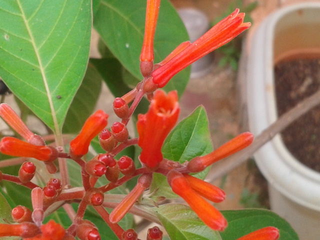 De Tudo Um Pouco!: Amélia