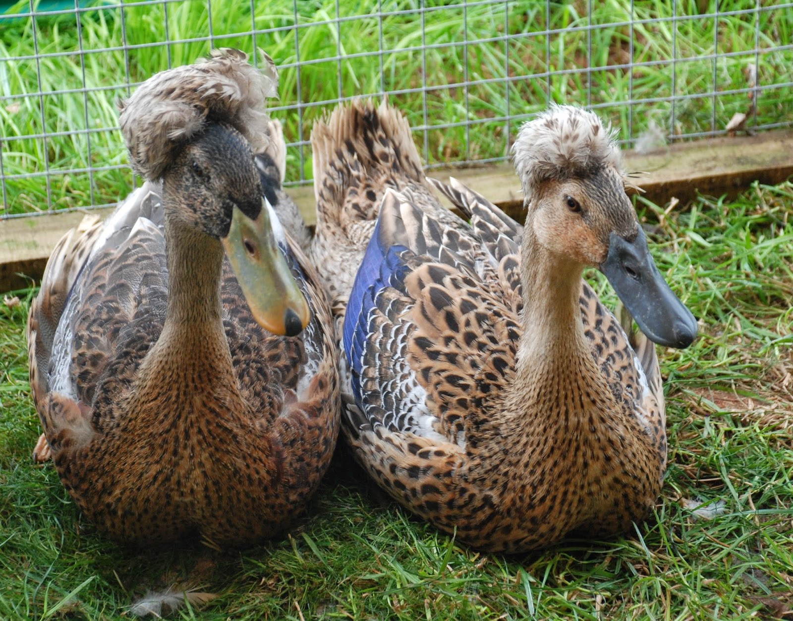 just saying ...: The Mid Devon Show