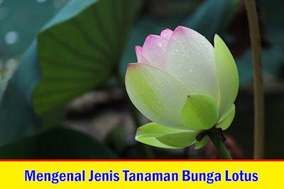 Mengenal Jenis Tanaman Bunga Lotus - TUKANG TAMAN SURABAYA