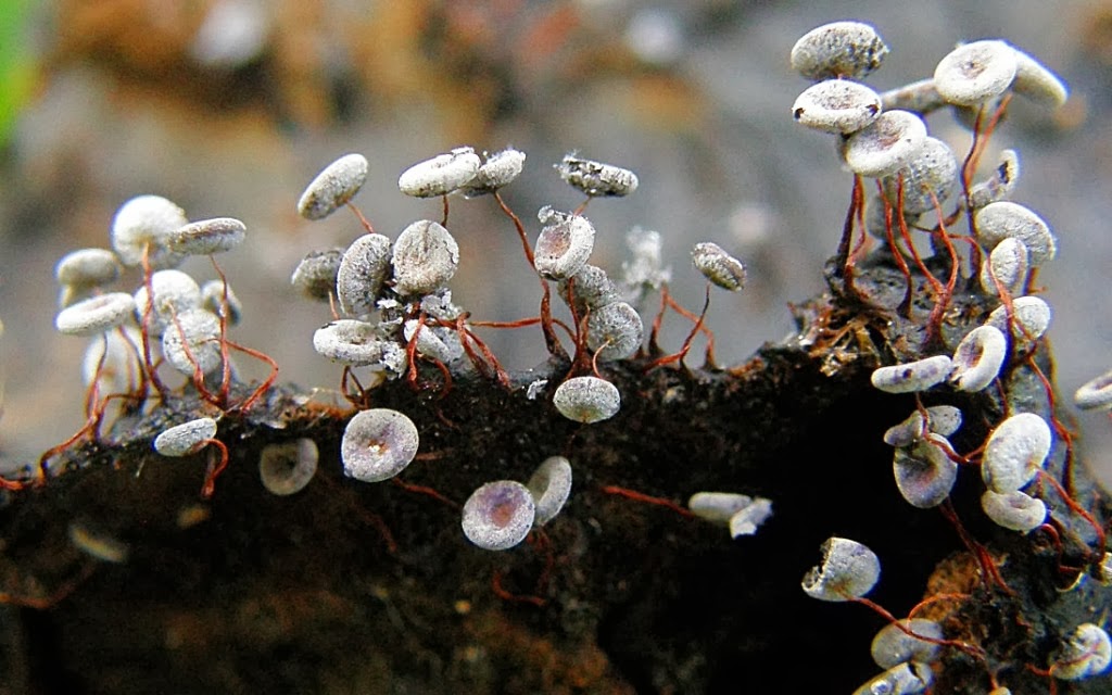 Myxomycetes of Greece