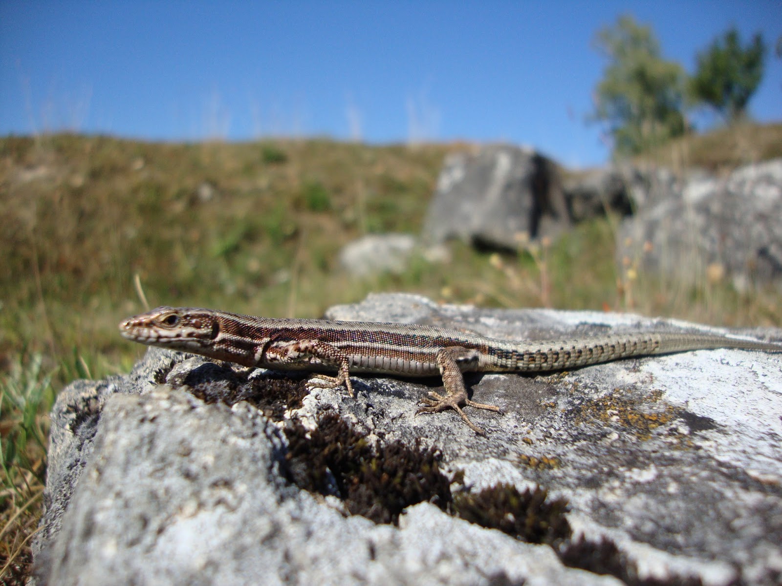TUDOR PHOTO BLOG: Soparle in Cetatea Dacica Costesti