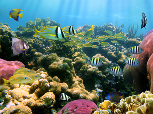 Marine Environment : Prevention, Protection and Preservation - Law Define