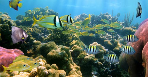 Marine Environment : Prevention, Protection and Preservation - Law Define