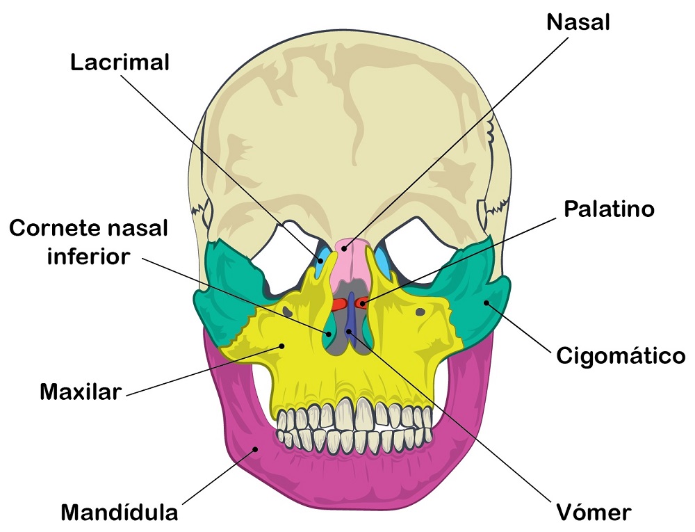 Huesos del viscerocráneo