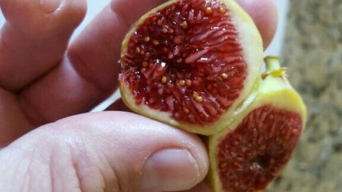 Seattle Garden & Fruit Adventures: New Arrivals: Figs Palermo, Sicilian ...