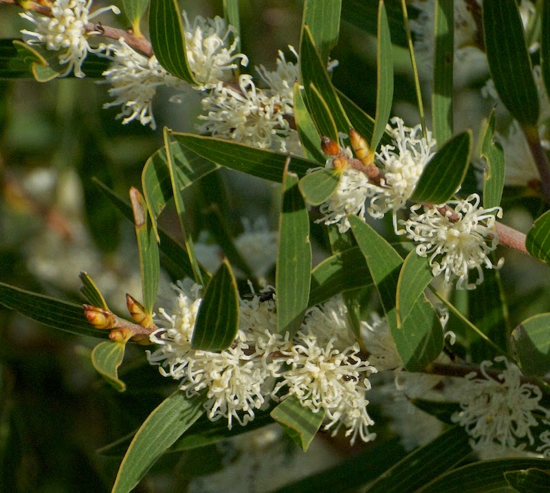 A Wandering Naturalist: Australia: The View from Bluff Knoll