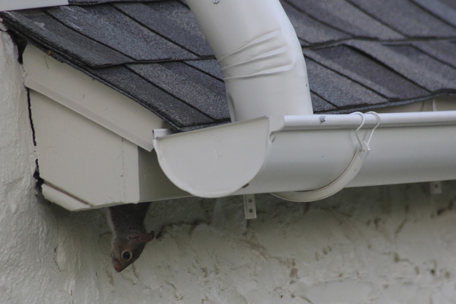 All Aluminum Gutters: 5 Creepy Critters That Hide in Your Gutters