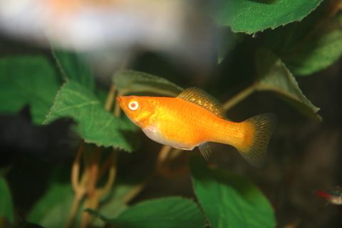 Nature Lover: molly fish