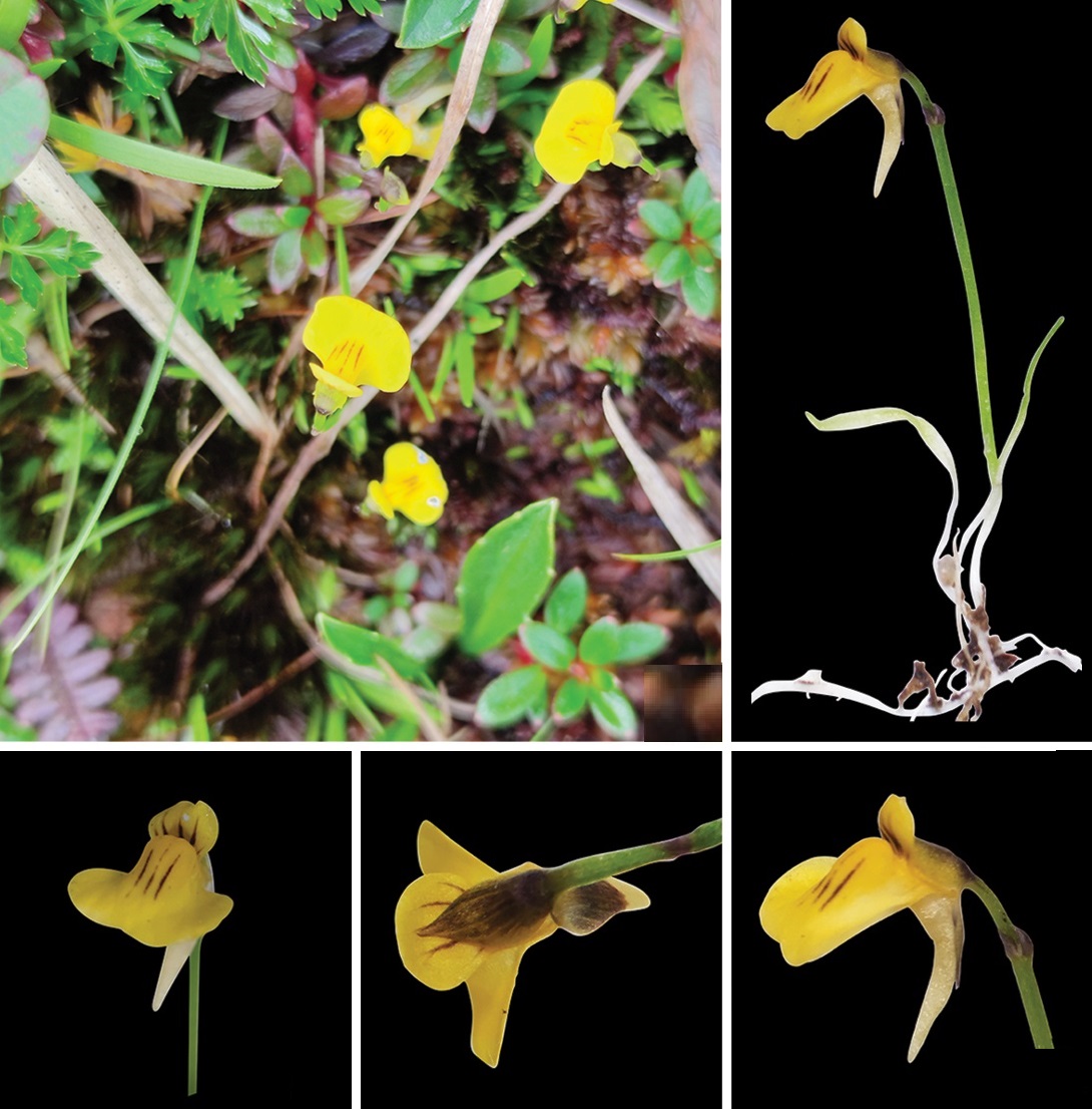 Species New to Science: [Botany • 2021] Utricularia lihengiae ...