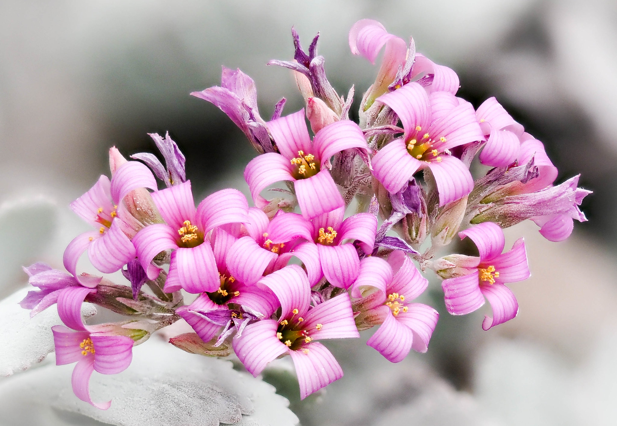 Kalanchoe pumila - Flower dust plant care and culture | Travaldo's blog