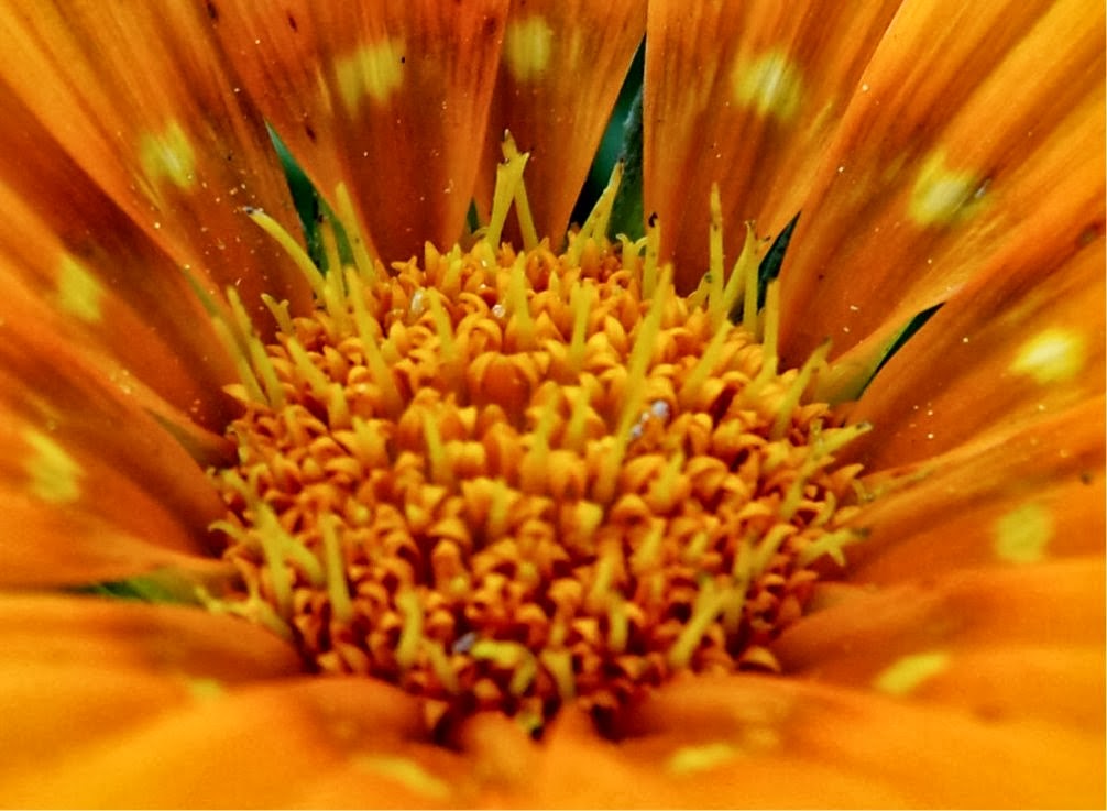 Macro Flowers Photos