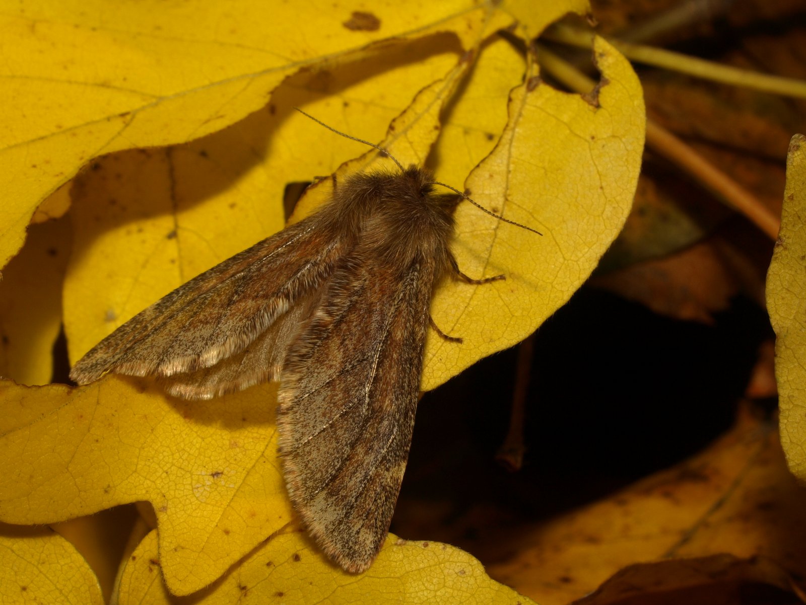 Miskolc Moths: Tollas Púposszövő/Plumed Prominent