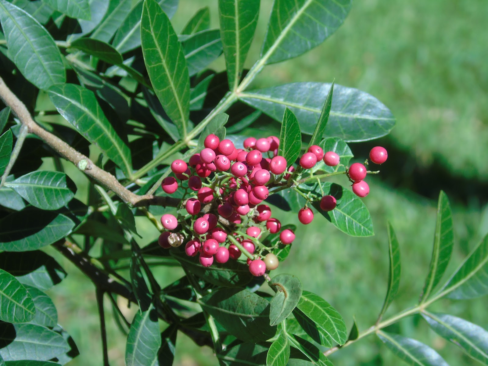 Pimenta-rosa (Schinus terebinthifolius Raddi) | A planta da vez