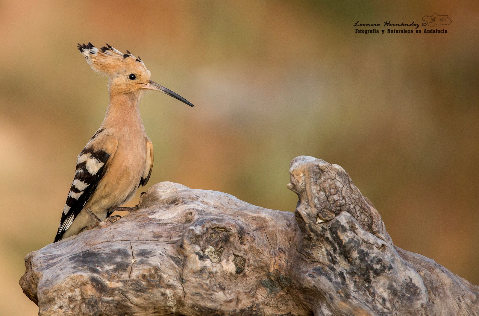 FOTOGRAFÍA Y NATURALEZA EN ANDALUCÍA: AVES-ABUBILLA (Upupa epops)
