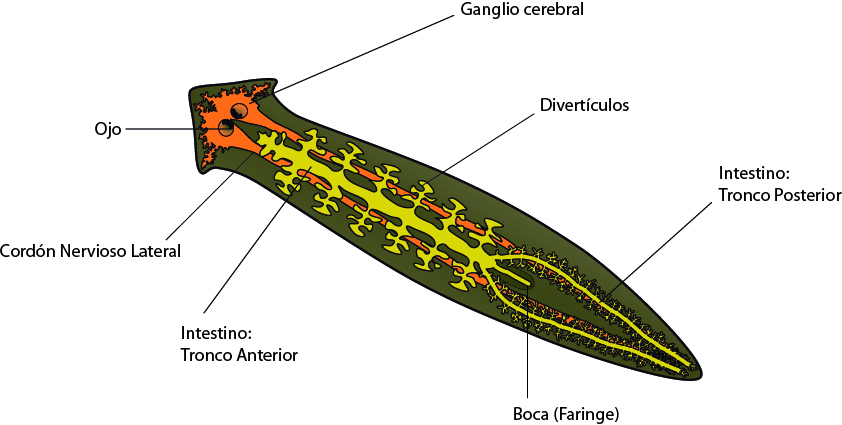 Biología y geología de 1º bachiller: Filo Platelminto