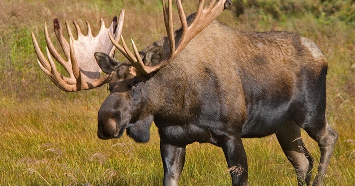 El alce: el gigante de los cérvidos.