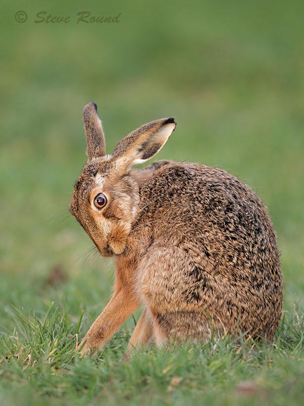 Steve Round Wildlife Photography: Brown Hares