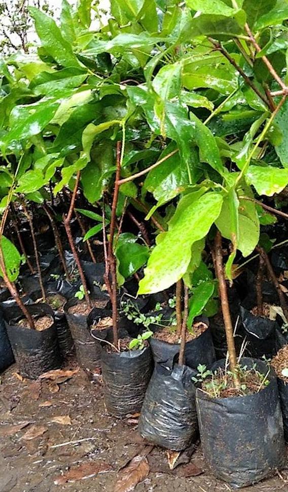 Jual Pohon Jambu Air Dalhari Unggul